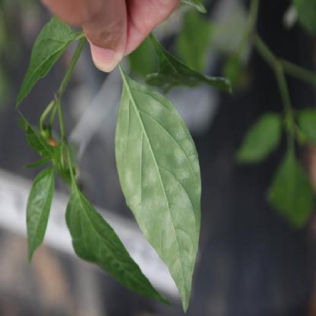Chilli Ok Object Detection Dataset By Mango Mango Infected By Anthracnose Disease
