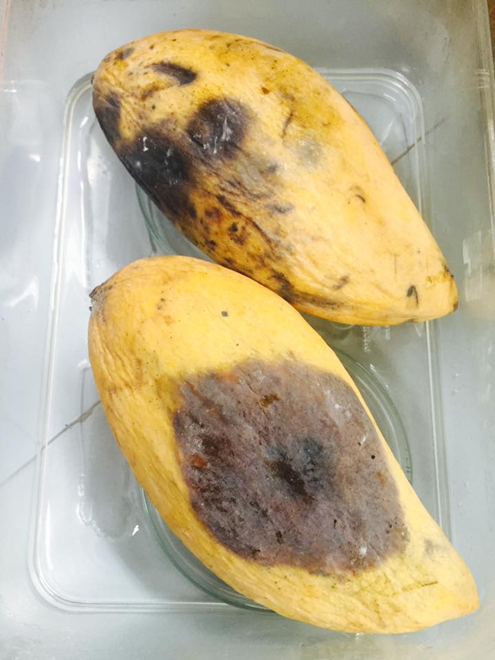 Mango Mango Infected By Anthracnose Disease Roboflow Universe