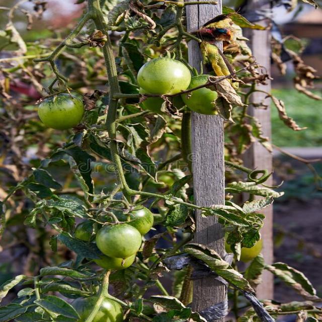 Tomatos Detection Counting Object Detection Dataset V1 2023 03 31 3