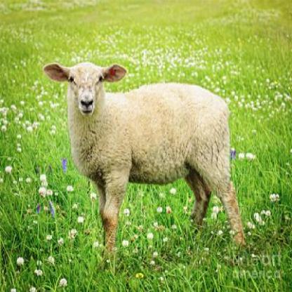 sheep Object Detection Dataset by ogar