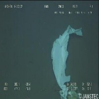 Underwater Plastic Classification Object Detection Dataset by underwaterplasticdetection