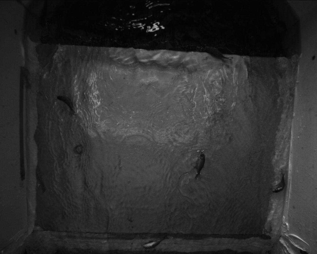 Test Object Detection Dataset By Mohamed Benahmed