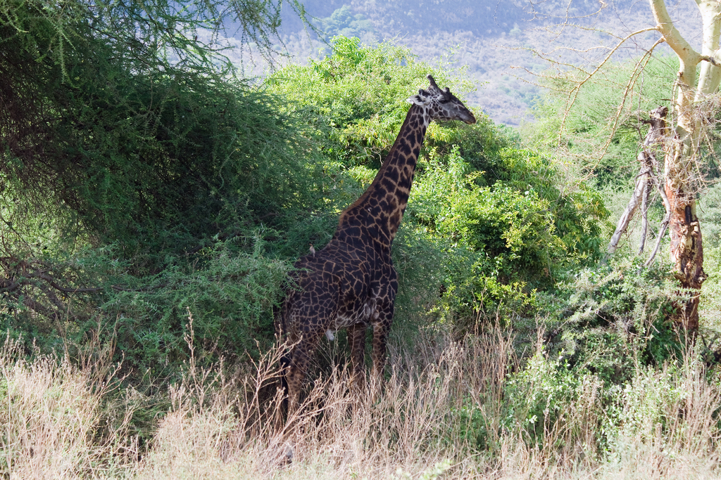 Animals different Object Detection Dataset by RoboticsTask