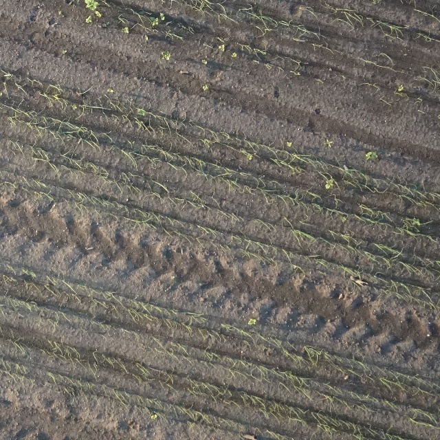 onion_crops_ Object Detection Dataset and Pre-Trained Model by weedspaper