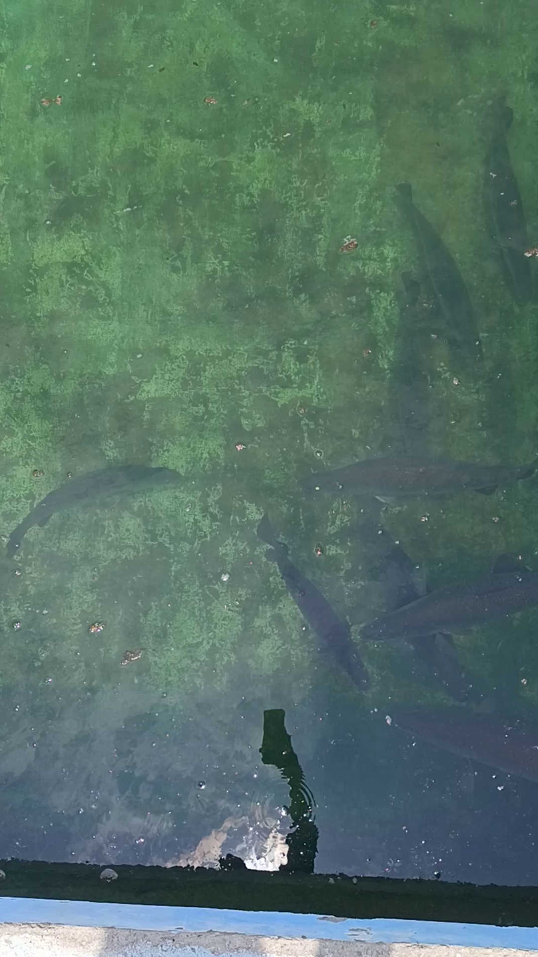 underwater Object Detection Dataset and Pre-Trained Model by msec