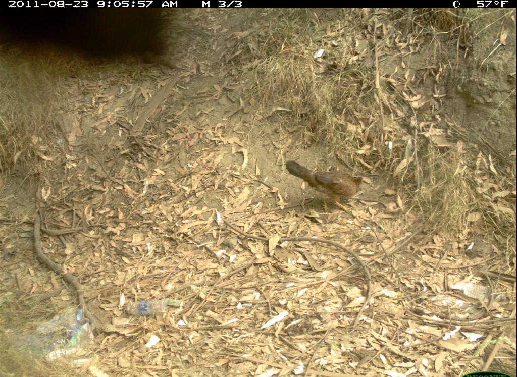 Animals Object Detection Dataset by SIM