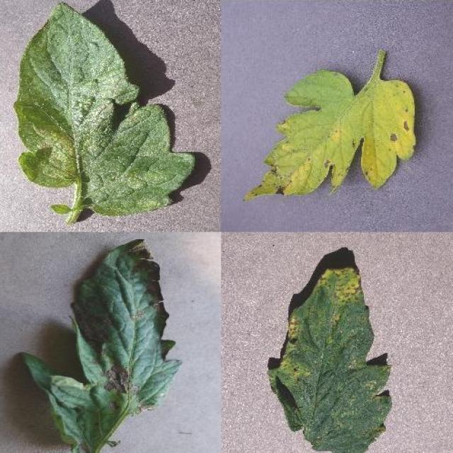 Tomata Leaf Disease Object Detection Dataset and Pre-Trained Model by student