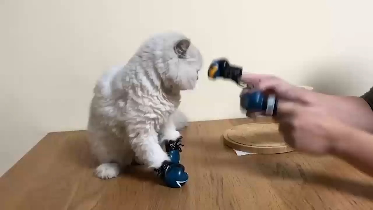 dog-cat Object Detection Dataset by Siripon Limpakdee