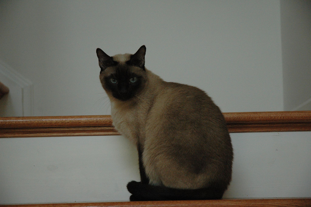 Cats Model Object Detection Dataset V1 2023 02 01 5 16pm By Javier