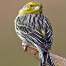 bird Classification Dataset by AIAThack