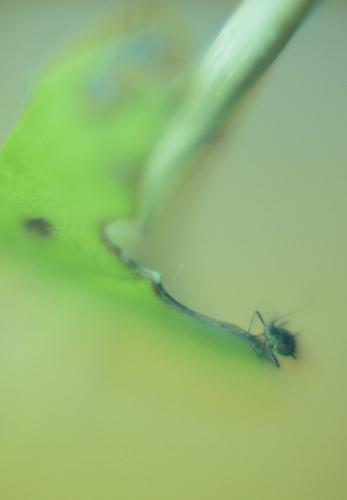 pest-detection(aphids) Object Detection Dataset by UET Taxila