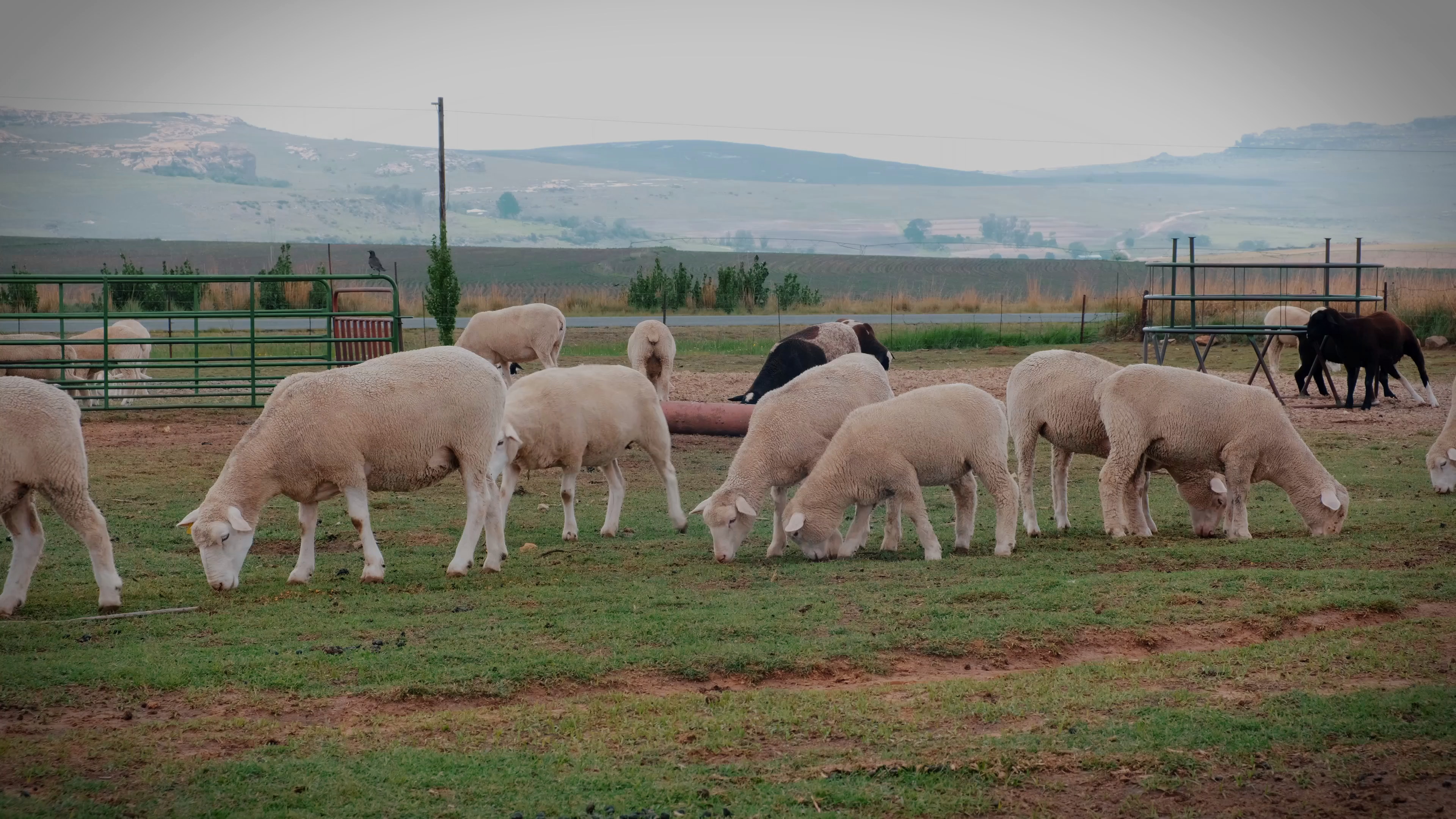 Sheep Detection From Vid Object Detection Dataset By The University Of