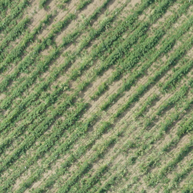 WINE Instance Segmentation Dataset by Geoscan