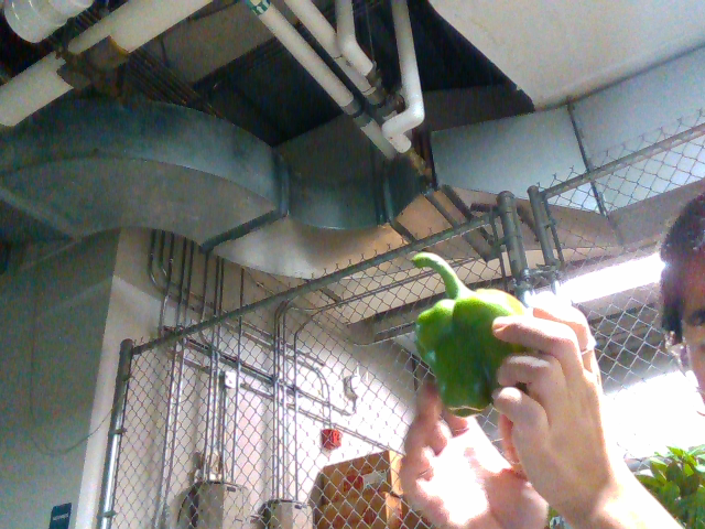 All Pepper Datasets Instance Segmentation Dataset by pepperpeople