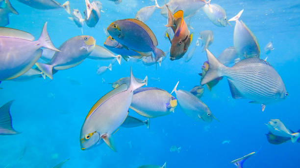 creature_garbage Object Detection Dataset by Creature and Garbage