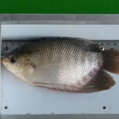 Fish Object Detection Dataset by GHRCE