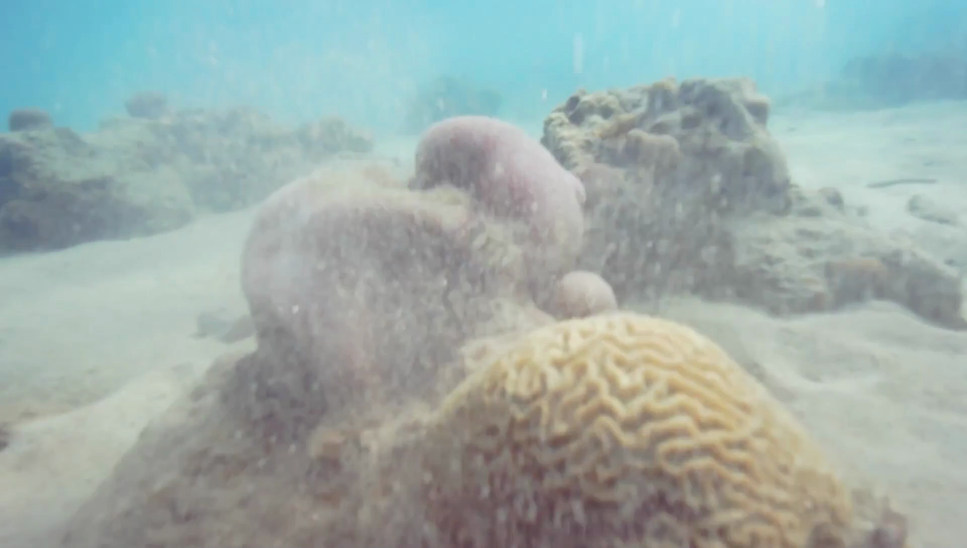 Tioman Giant Clams Object Detection Dataset And Pre Trained Model By Universiti Teknologi Malaysia