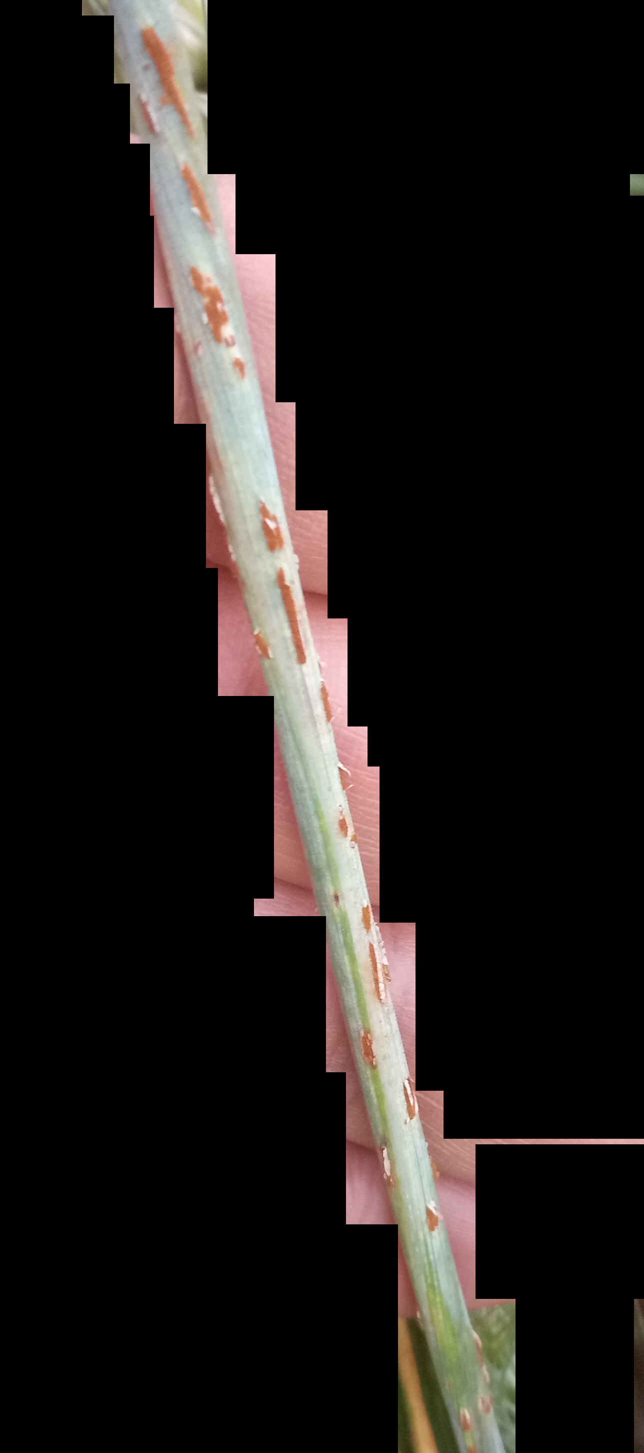 Filtered Plant Village Dataset Object Detection Dataset And Pre Trained