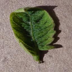 Leaf Disease Classification Dataset and Pre-Trained Model by Try