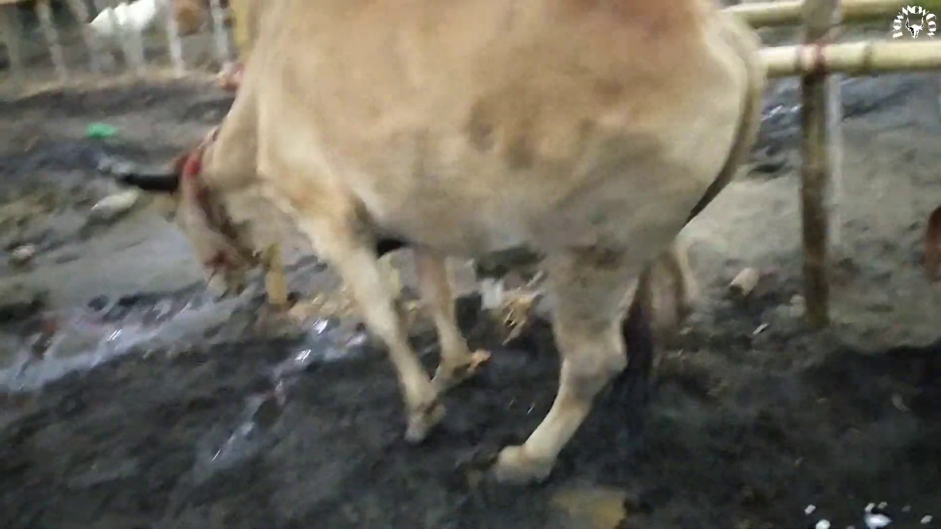 Cow Dataset Object Detection Dataset By Muhammad Sohail