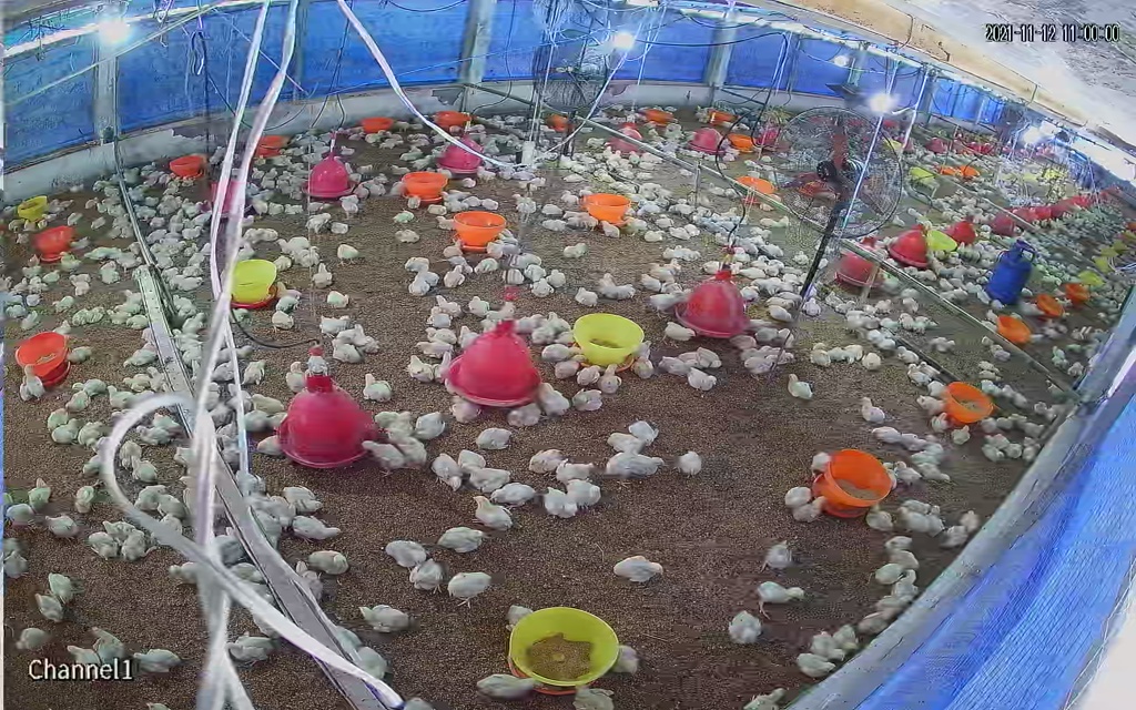 Chickens Object Detection Dataset And Pre Trained Model By Cdp Workspace