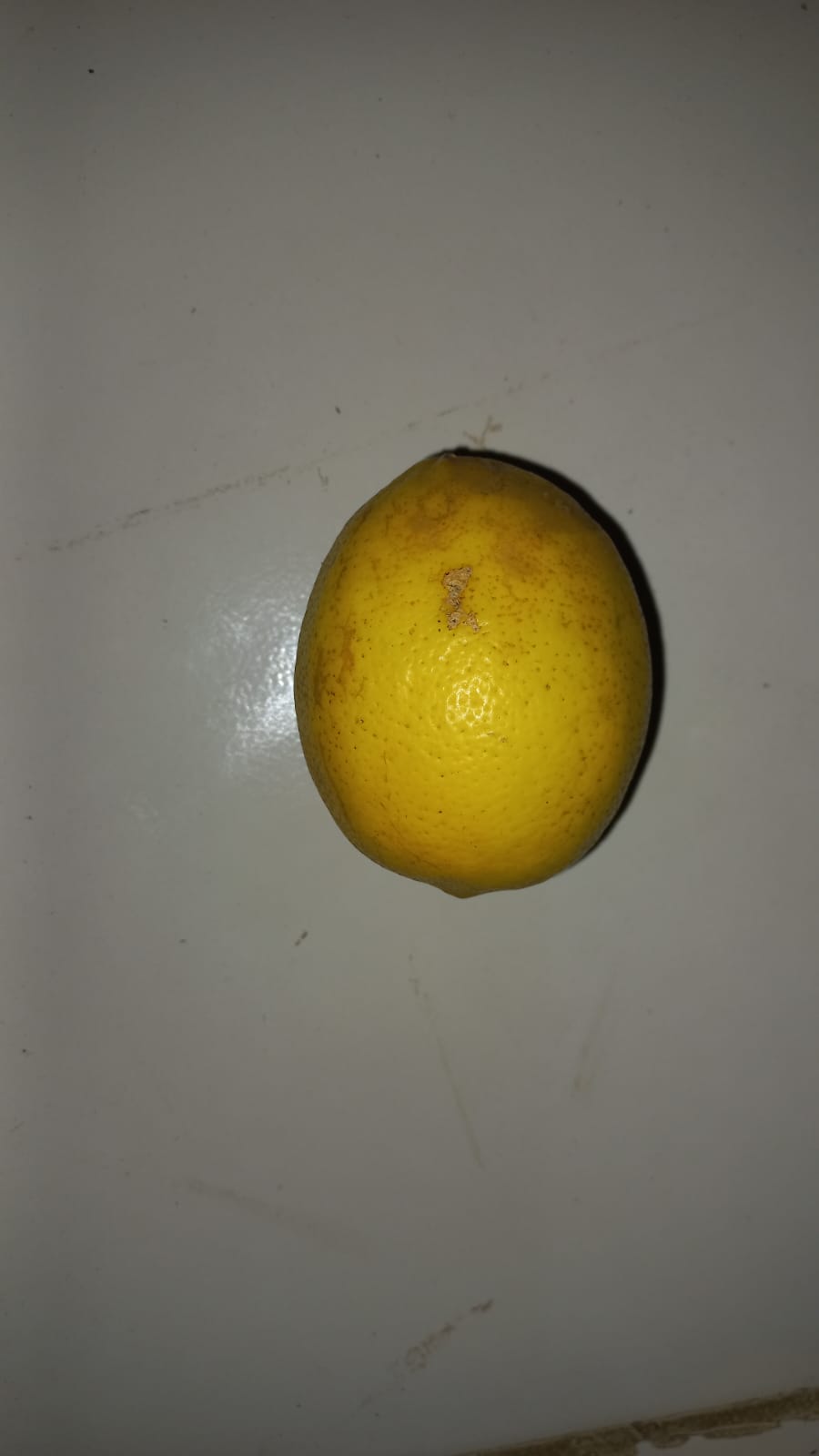 Lemon Object Detection Dataset and Pre-Trained Model by riyadh lakadimu