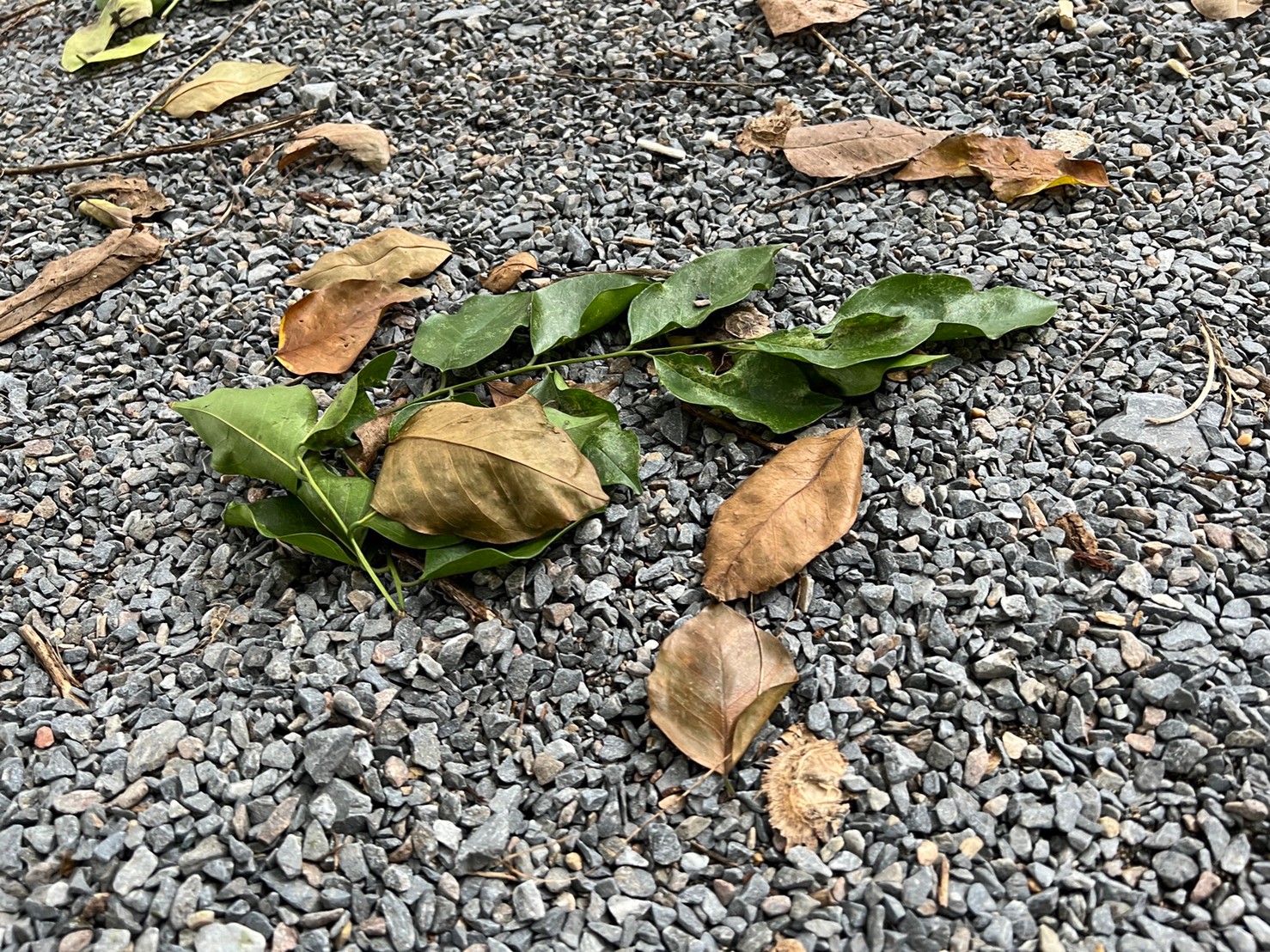 leaf_detect_v3 Object Detection Dataset by KMUTNB