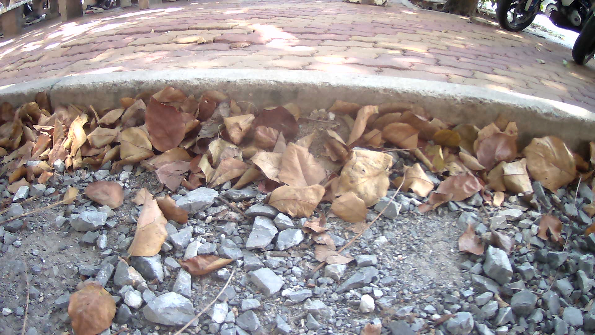 leaf_detect_v4 Object Detection Dataset by KMUTNB