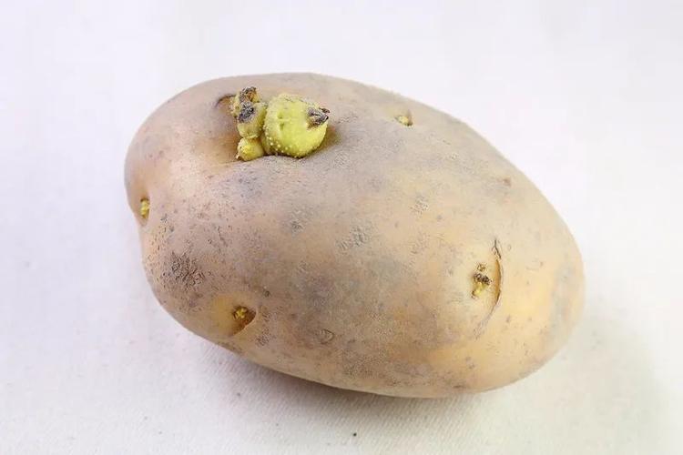 potato_bud_eye_20220702 Object Detection Dataset by JieHuang