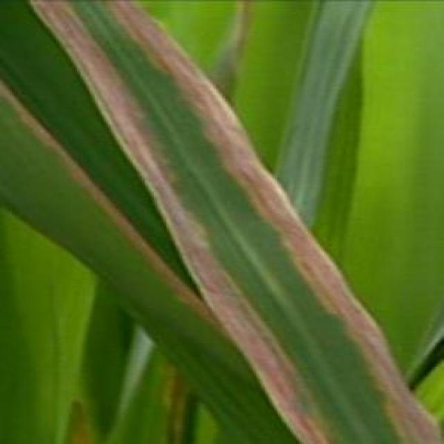 Janidu (janidu-w7xcu) - Roboflow Universe