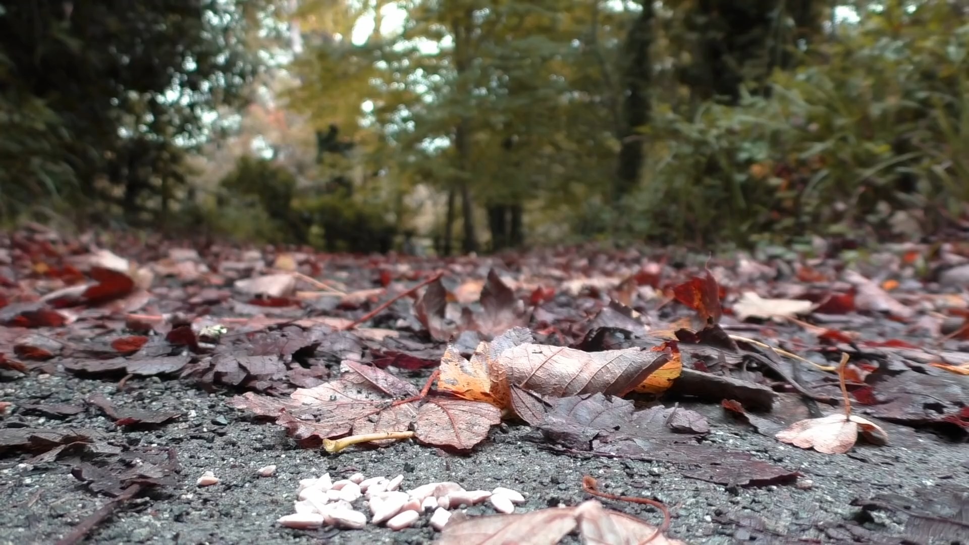 squirrel project Object Detection Dataset by ITMO University