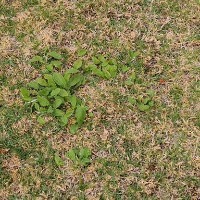 Weeds Object Detection Dataset and Pre-Trained Model by Augmented Startups