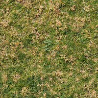 Weeds Object Detection Dataset and Pre-Trained Model by Augmented Startups