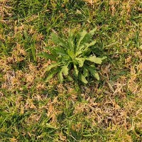 Weeds Object Detection Dataset and Pre-Trained Model by Augmented Startups