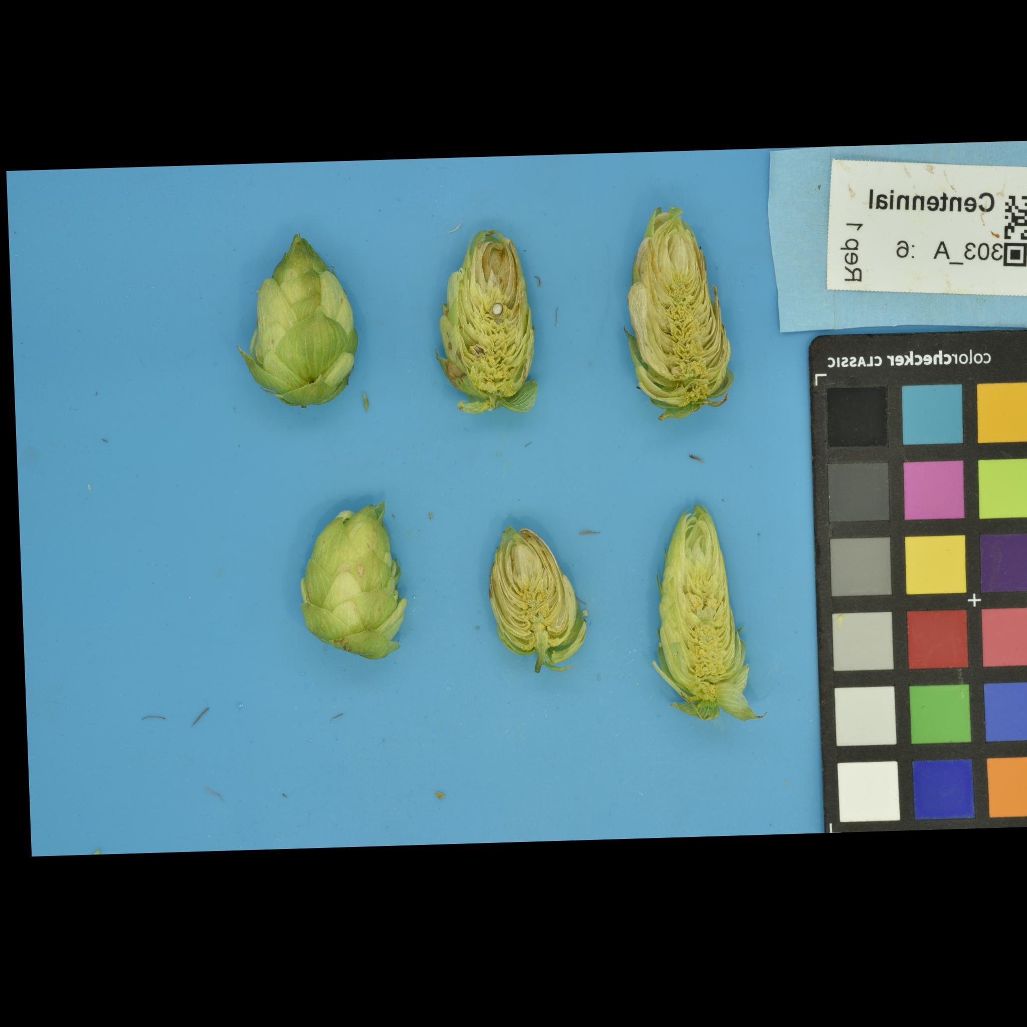 new hops v2 Instance Segmentation Dataset by Hopsis