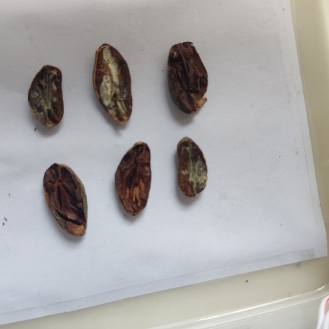 Cacao Beans Object Detection Dataset by BSCS