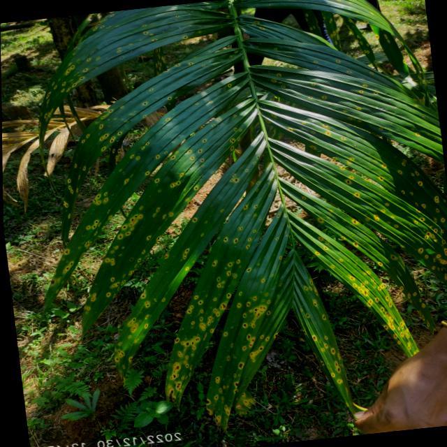 Arecanut disease identification Object Detection Dataset and Pre-Trained Model by AIMIT