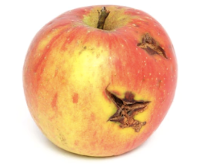 fresh and rotten fruits 2 Object Detection Dataset and Pre-Trained Model by alrz nt