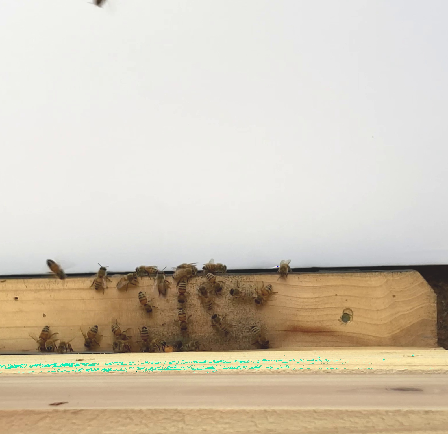 bee_Detection_lab Object Detection Dataset and Pre-Trained Model by jong