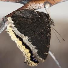 butterfly-detection Object Detection Dataset and Pre-Trained Model by dev1