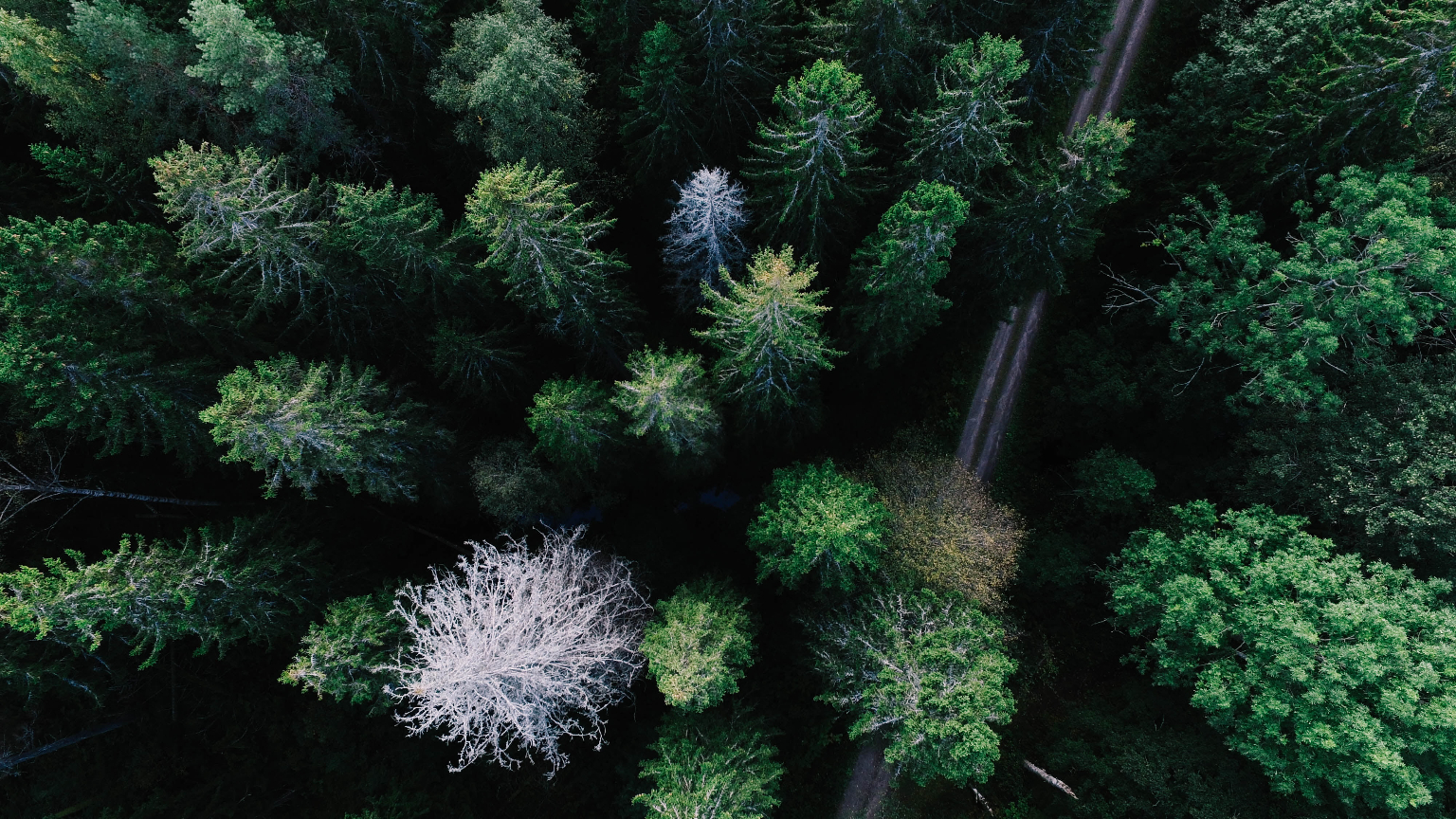 Tree Detection And Count Object Detection Dataset By Tree Detection