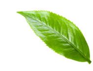 Tea leaves Object Detection Dataset and Pre-Trained Model by leaf detection