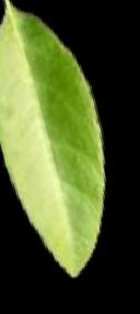 leaf detection (leaf-detection-n3akb) - Roboflow Universe