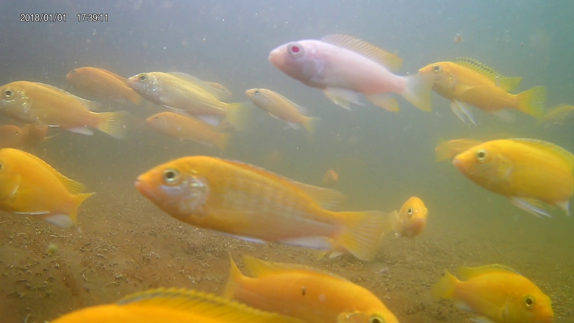 Fish detection Object Detection Dataset by Underwater Fish detection Object Detection Dataset by Underwater