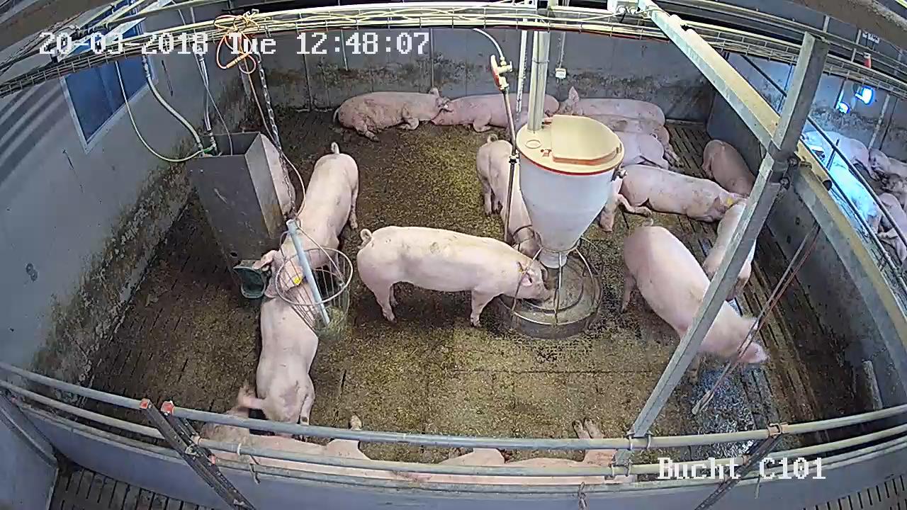 pigsposture Object Detection Dataset by pigs