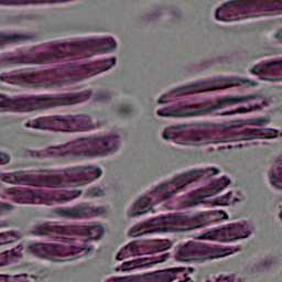 meta_seg Instance Segmentation Dataset and Pre-Trained Model by project-m9wye