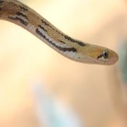 venom_vision Object Detection Dataset by snake