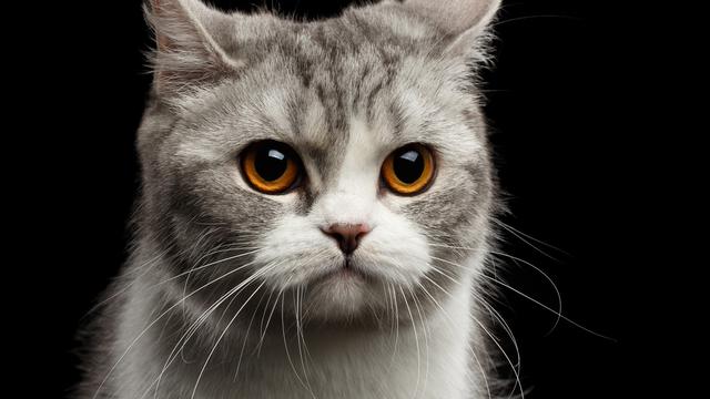Cat Detection Object Detection Dataset By Latifah Indah
