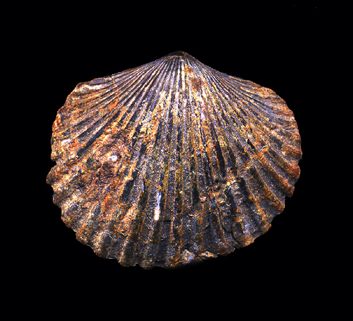 How to Use the Fossils Detector Object Detection API