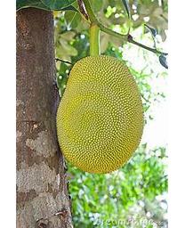 Jackfruit Object Detection Dataset and Pre-Trained Model by VietNam Fruit in Lab